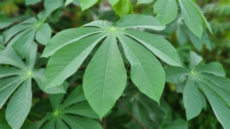 485 Cassava Varieties Royalty Free Photos And Stock Images Shutterstock