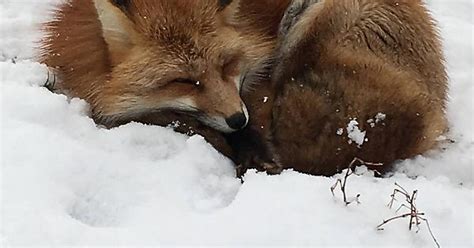 Red Fox 4 Album On Imgur