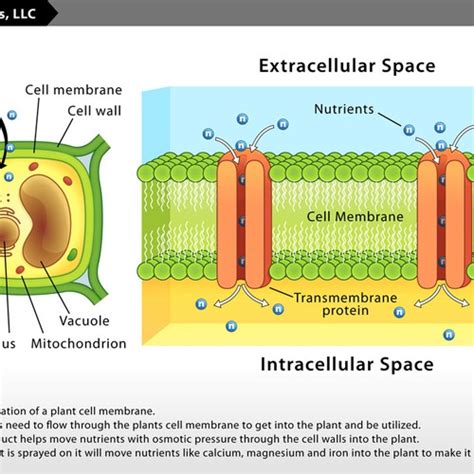Cell Wall Of A Plant Cell