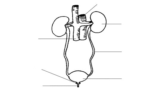 Blank Excretory System Diagram
