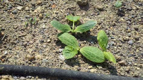 Squash Seedling Kevin Harbin Geek