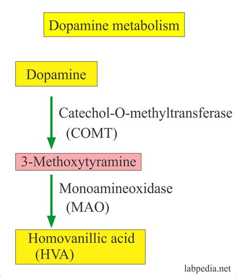 Urine 24 Hours For Vma Vanillylmandelic Acid Catecholamines 24 Hours Urine Neuroblastoma