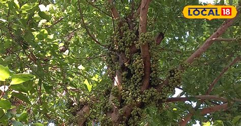 ये पेड़ बना देगा धनवान जड़ को सोने चांदी की ताबीज में पहनने से मजबूत होगा शुक्र बुरी नजर से