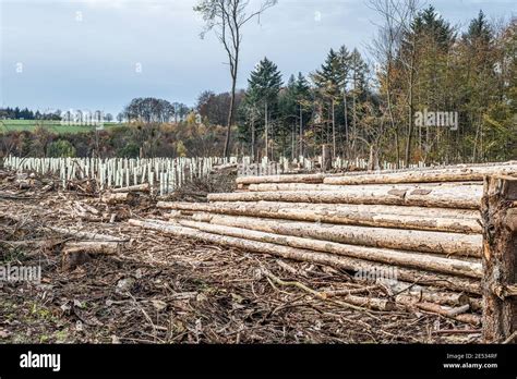 Chopped Woodland New Plantation Germany Replanted With New Sapling