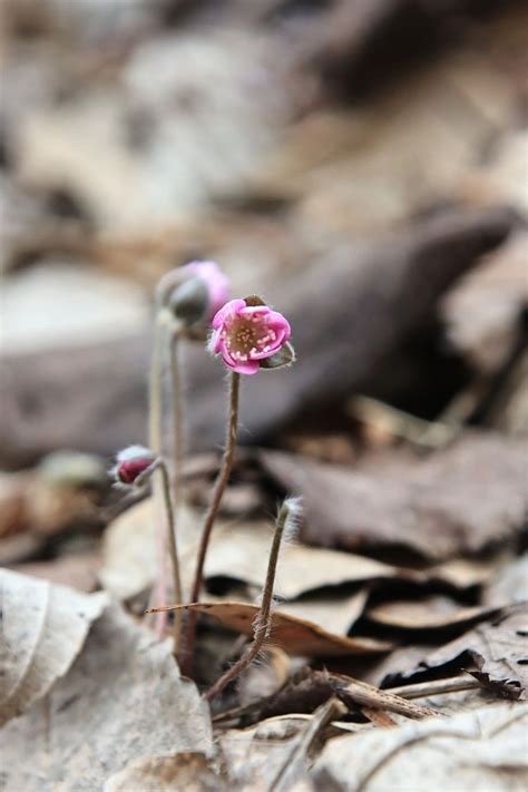 Nam Seok Kris Kim On Linkedin Asian Liverleaf At Eunhaeng Botanical