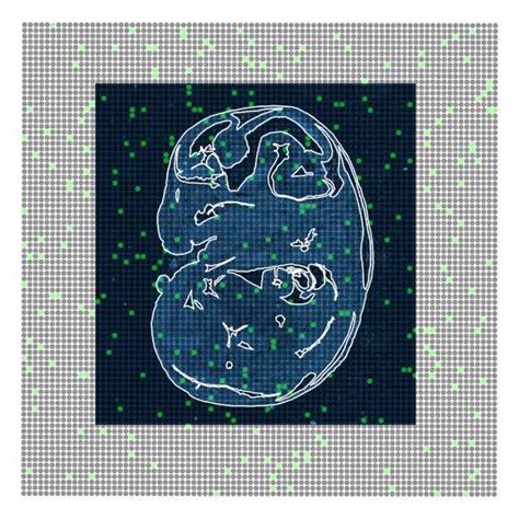 Creating Sci Space Grids For Spatial Barcoding