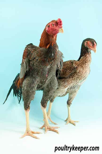 Asil Aseel Chickens