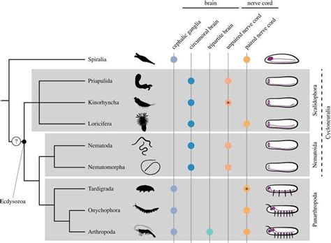 Ecdysozoa Alchetron The Free Social Encyclopedia