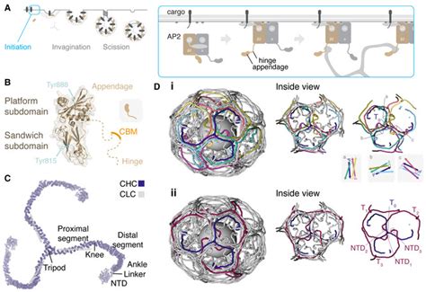 Multi‐modal Adaptor‐clathrin Contacts Drive Coated Vesicle Assembly Pmc