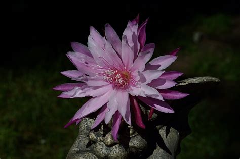 Disocactus Hybrid ‘venetian Affair Epiphytic Cacti