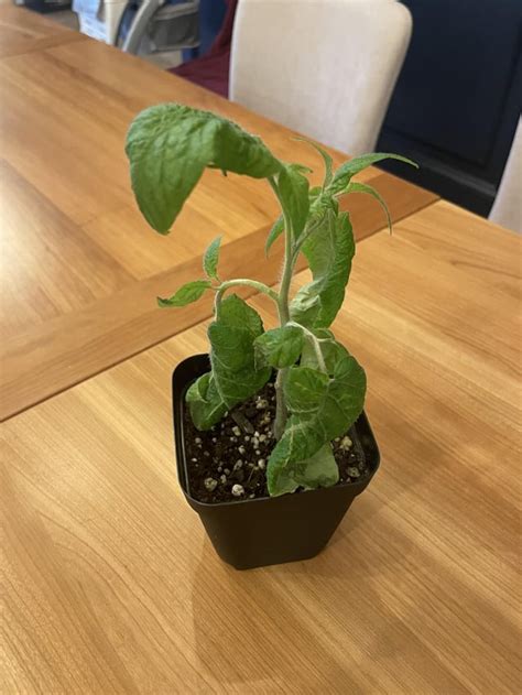 Issue With Brandy Boy And Brandywine Seedings Rvegetablegardening