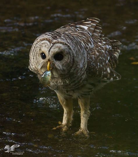 Barred Owl Fishing For Pumpkinseed Fish
