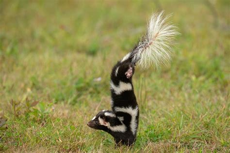 Why Appalachias Spotted Skunk Is So Rare Appalachian Voices
