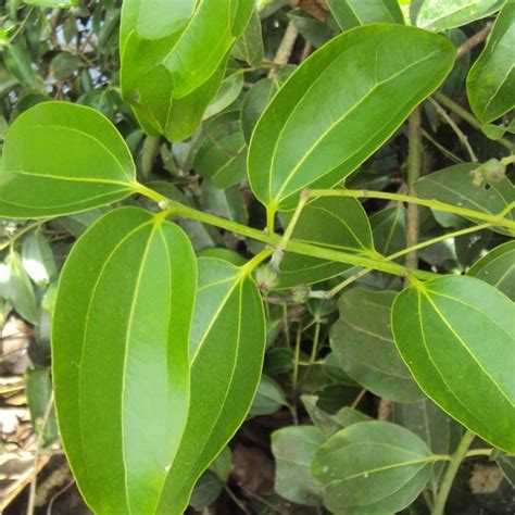 Buy Bay Leaf Tejpata Plant Getsview Market