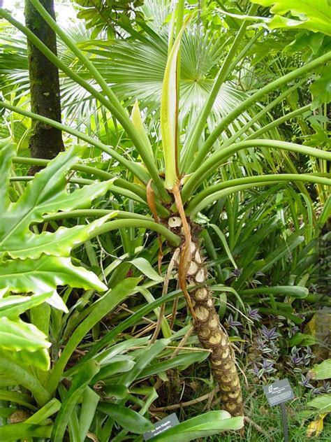 Xl Giant Landscape Split Leaf Philodendron Selloum Kens Nursery