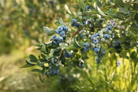11 Blueberry Varieties That Will Thrive In Your Garden And Keep Your