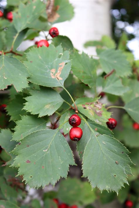 Foraging Hawthorn Crataegus Sp Identification And Uses — Practical