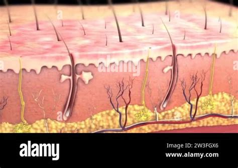 Skin Layers Structure Parts Separation Dermis Epidermis Hypodermis