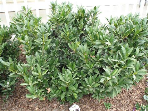 Prunus Laurocerasus English Laurel Varieties And Care Tips