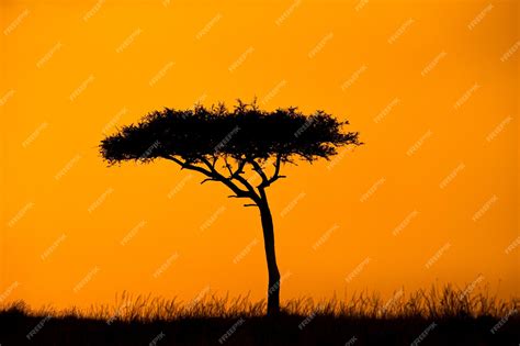 Acacia Treee Silhueta Com Céu Laranja Foto Premium