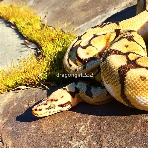 Bumblebee Ball Python By Dragongirl222 Redbubble
