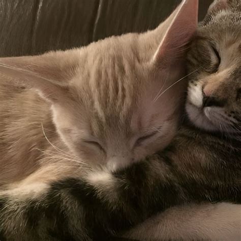 Matching Pfp 22 Cat Icon Cat Profile Cute Cats