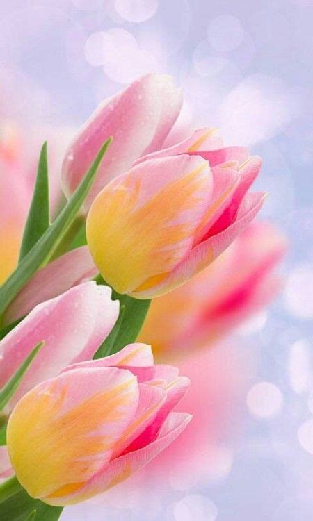 Essence Of Dreams Beautiful Flowers Tulips Flowers Amazing Flowers