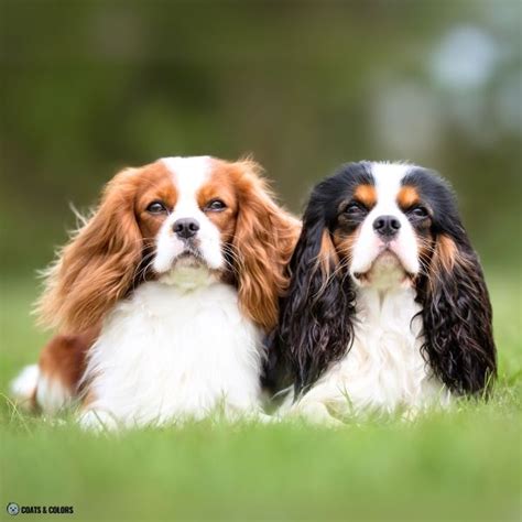 Colors Of King Charles Cavalier Spaniels A Guide To Their Coat Hues