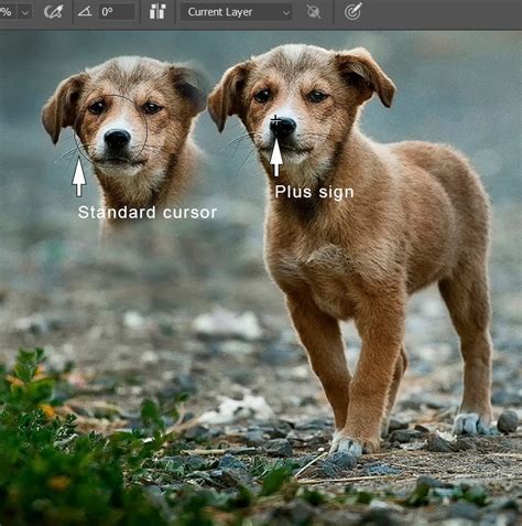 The Beginners Guide To Clone Stamp Tool In Photoshop