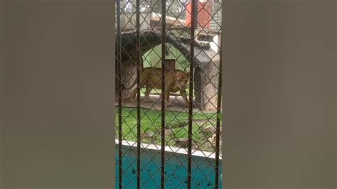 Singa Mengaung🦁 Youtube