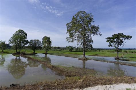 Native Unspoiled Landscape Showing Native Trees Surviving In Agricultural Dominated Landscape