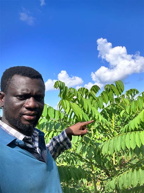 Evans Kyere Mensah On Linkedin Climateaction Greengrowth Nature Trees Abetterfutureforusall…