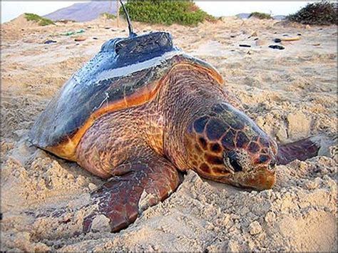 Tracking Turtles Scientific American