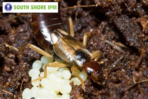 Can Earwigs Fly Heres What You Need To Know