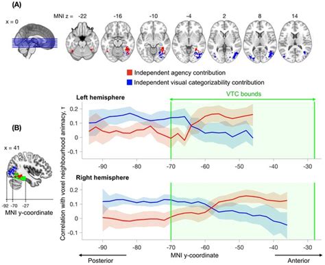 Figures And Data In The Nature Of The Animacy Organization In Human