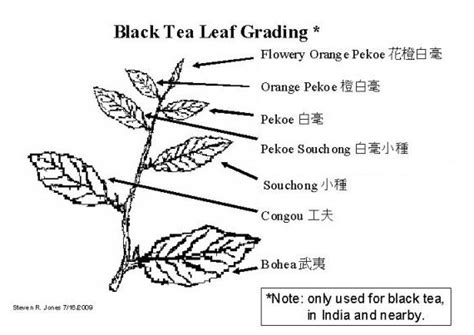 File Black Tea Grading  Wikimedia Commons
