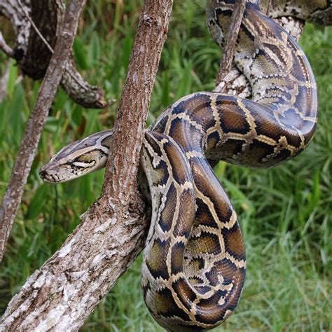 Burmese Python Wallpapers Wallpaper Cave