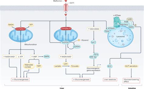 二甲双胍：作用机制和再利用潜力的最新信息nature Reviews Endocrinology X Mol