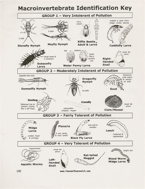 Macroinvertebrate Identification Northwest Evidence For Conductivity