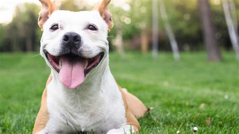 Ansiedad En Perros Causas Síntomas Y Consecuencias Cacttus