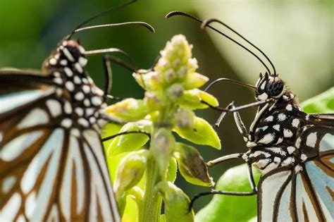Lepidoptera 101 Moths And Butterflies Earth Life