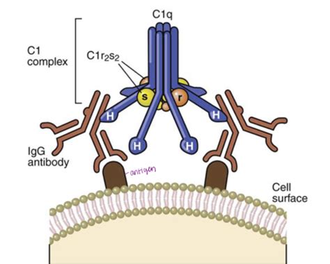 Innate Immunity Part 1 Complement System Flashcards Quizlet