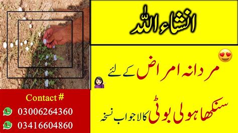 مردانہ امراض میں سنکھا ہولی بوٹی کا استعمال Youtube