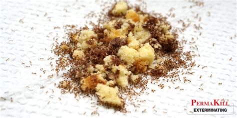Grease Ants Vs Sugar Ants Which Pest Is In My House
