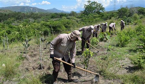 Plan De Restauración De Bosque Seco Tropical En El Huilla Fase Ii