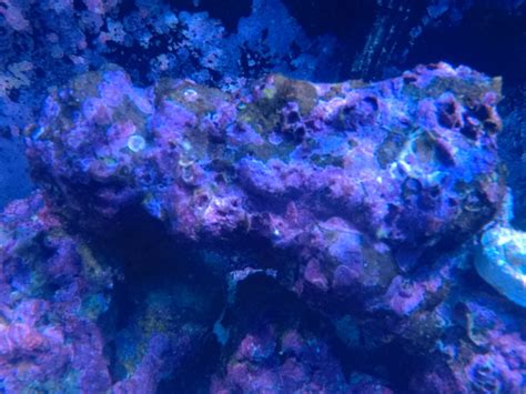 Id Brown String Algae On Sand And Rocks Page 2 Reef2reef