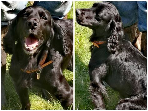 Ruby Working Cocker Spaniel F Starfish Dog Rescue