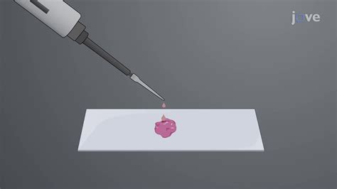 Video Fixation And Sectioning