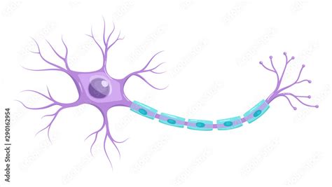 Vecteur Stock Illustration Of Neuron Anatomy Vector Infographic Nerve