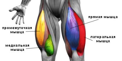 Muschii Anatomia Piciorului Uman Structura și Numele